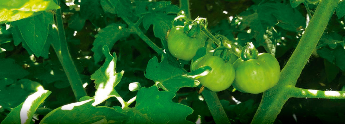 Recuperar el Tomate Criollo entre todos - Ciudadsi